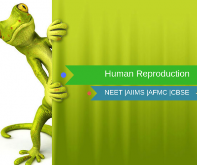 Reproductive System Of Mammals