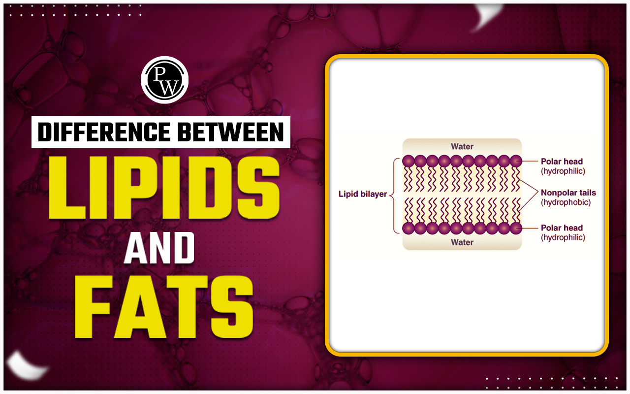 Difference Between Lipids and Fats, Types and Examples Difference Between Lipids and Fats, Types and Examples