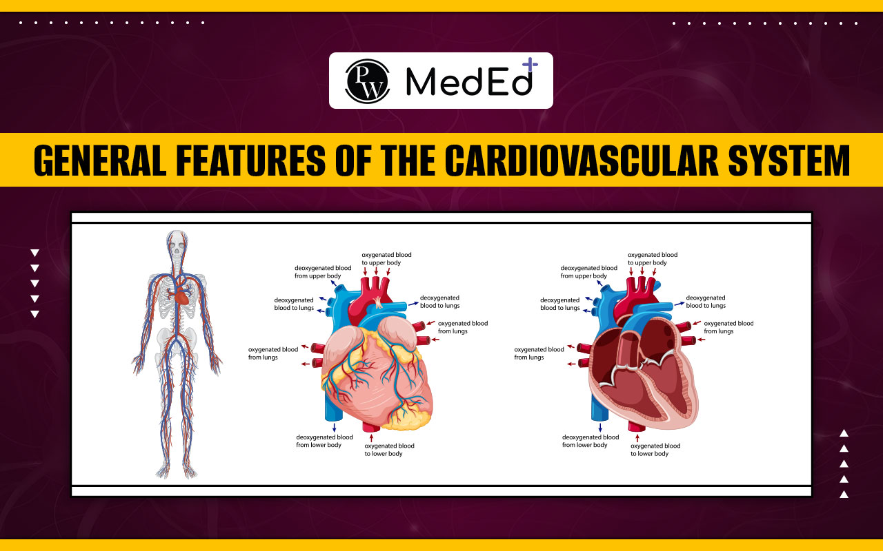 General features of the cardiovascular system