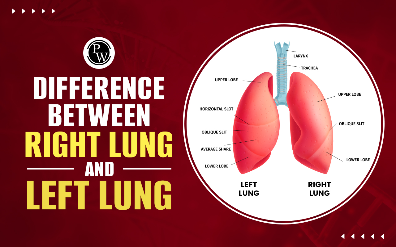 Difference Between Right and Left Lung with Structure and Functions Difference Between Right and Left Lung with Structure and Functions