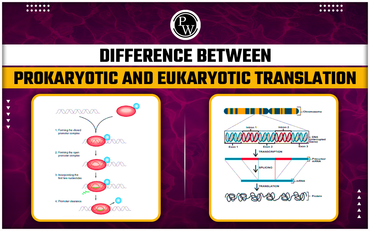 Difference Between Prokaryotic and Eukaryotic Translation, With Process Difference Between Prokaryotic and Eukaryotic Translation, With Process