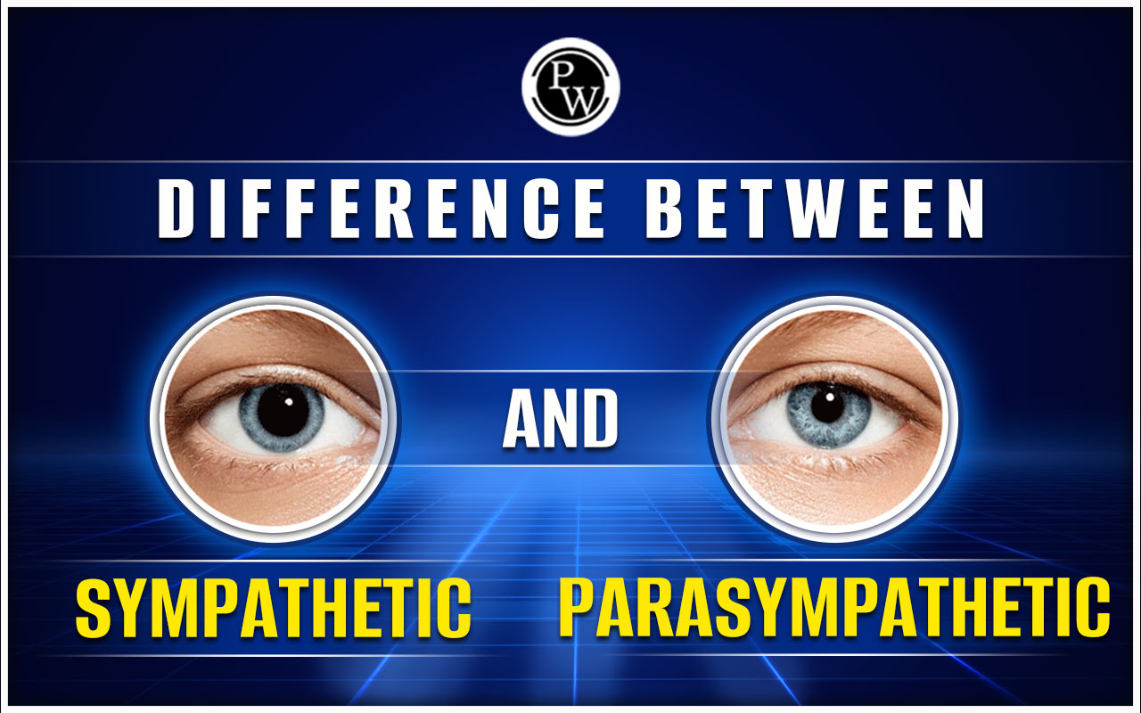 Difference Between Sympathetic And Parasympathetic with Importance Difference Between Sympathetic And Parasympathetic with Importance