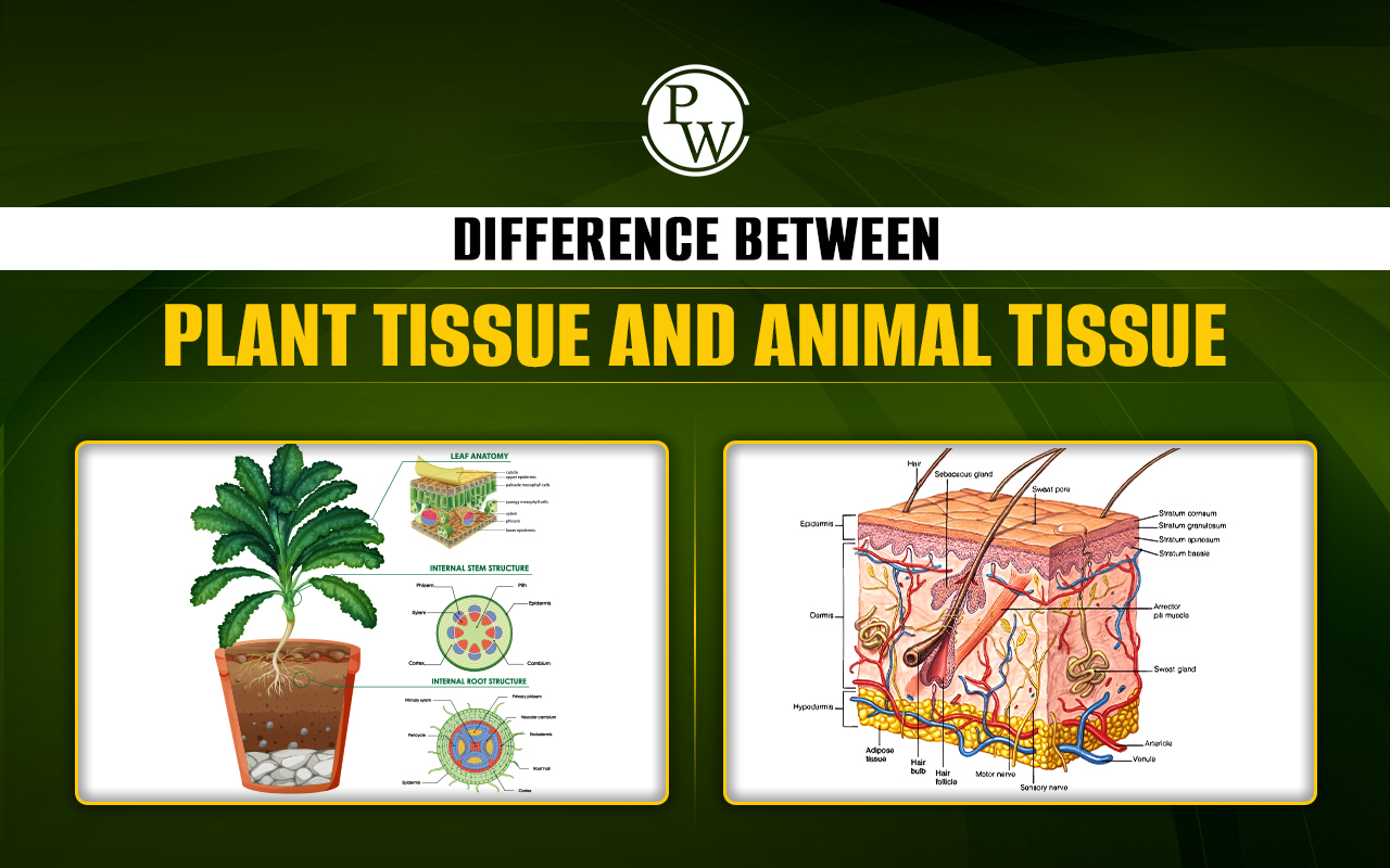 Difference Between Plant Tissue and Animal Tissue with Types Difference Between Plant Tissue and Animal Tissue with Types
