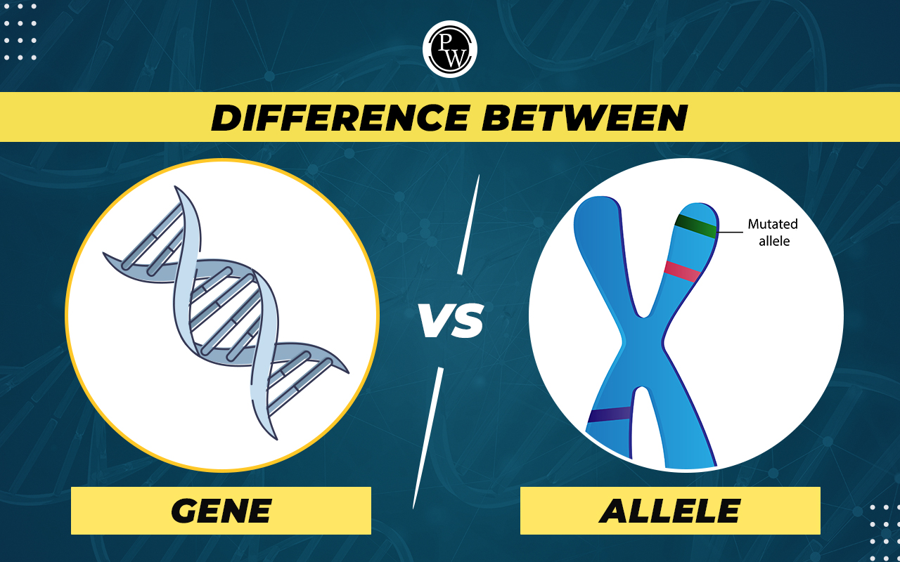 Difference Between Gene and Allele, Definition and Examples Difference Between Gene and Allele, Definition and Examples