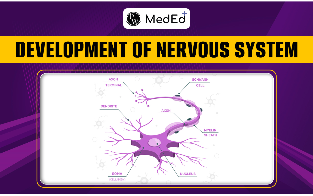 Development of Nervous System, Types Of Development