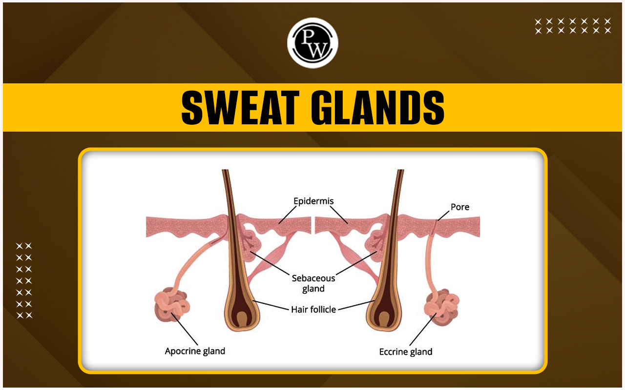 Sweat Glands Types Structure Functions And Location