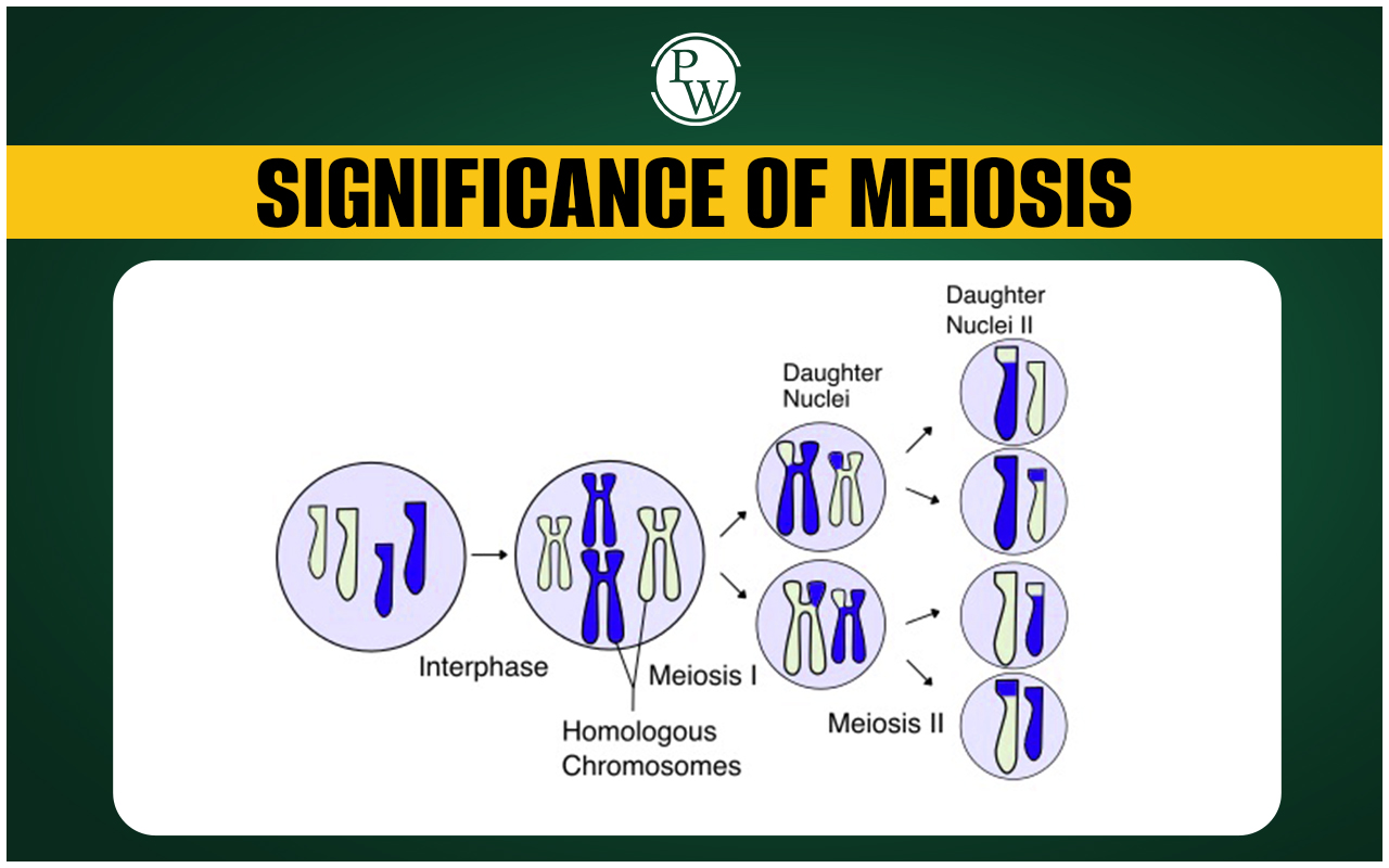 Significance Of Meiosis Definition Features Types And Significance