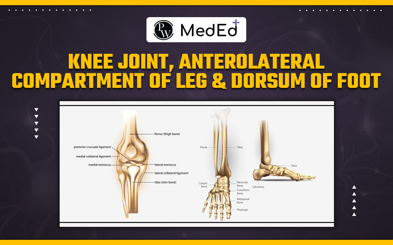 Knee Joint, Anterolateral compartment of leg and dorsum of foot