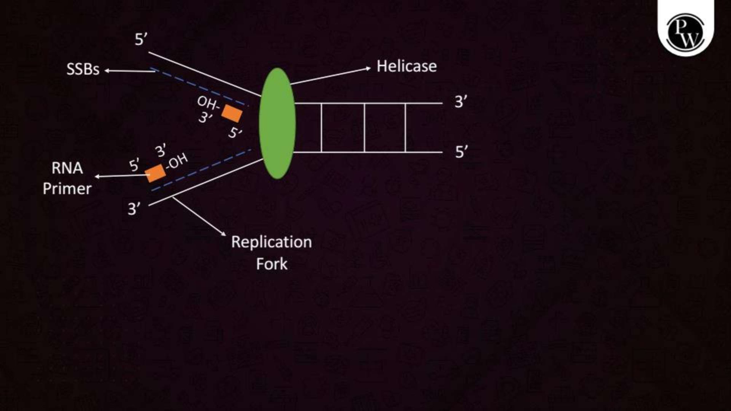 Molecular Basis of Inheritance NEET Notes 2025 PDF Download