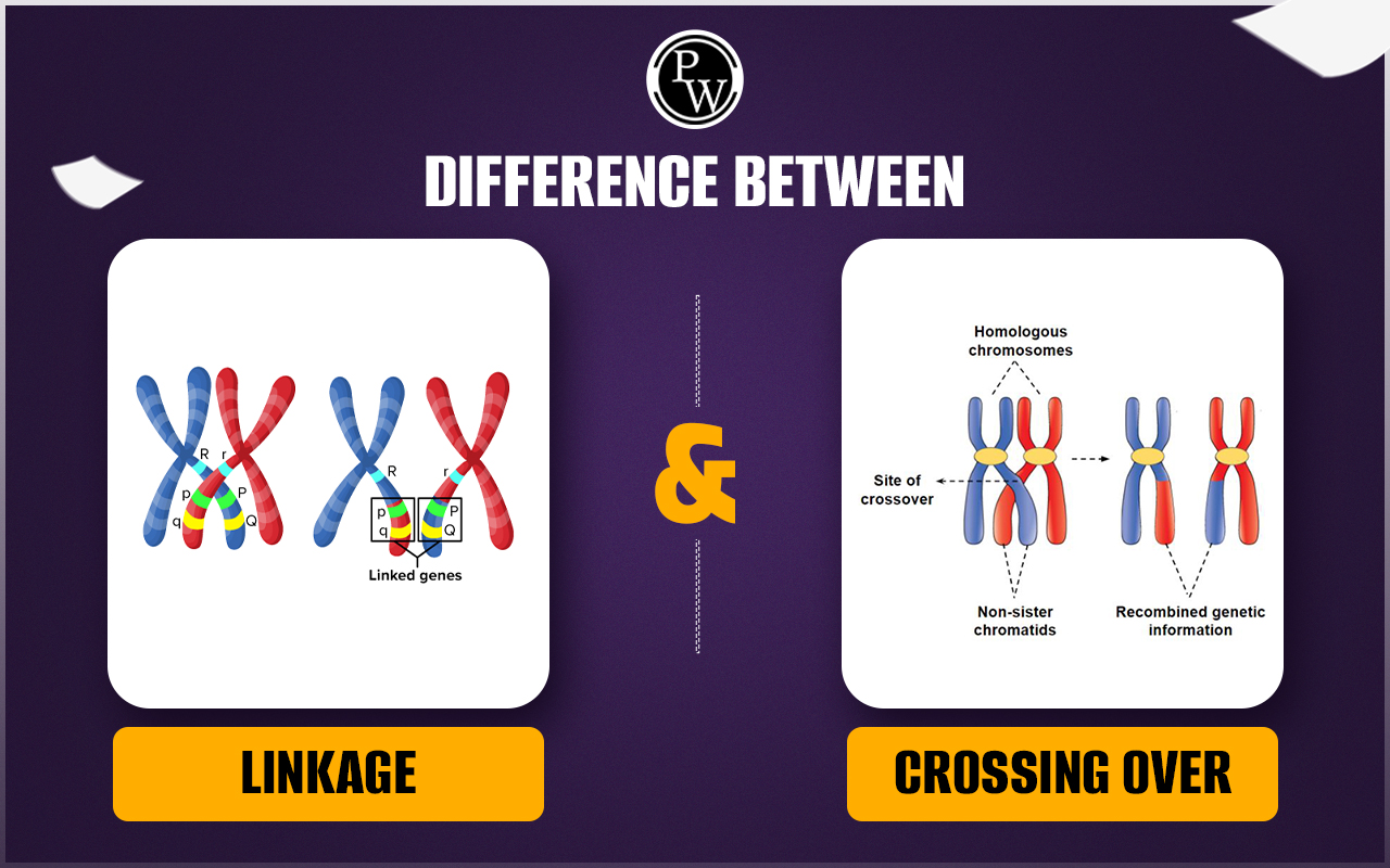Difference Between Linkage and Crossing Over Difference Between Linkage and Crossing Over