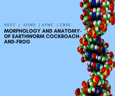 Circulatory System of Cockroach