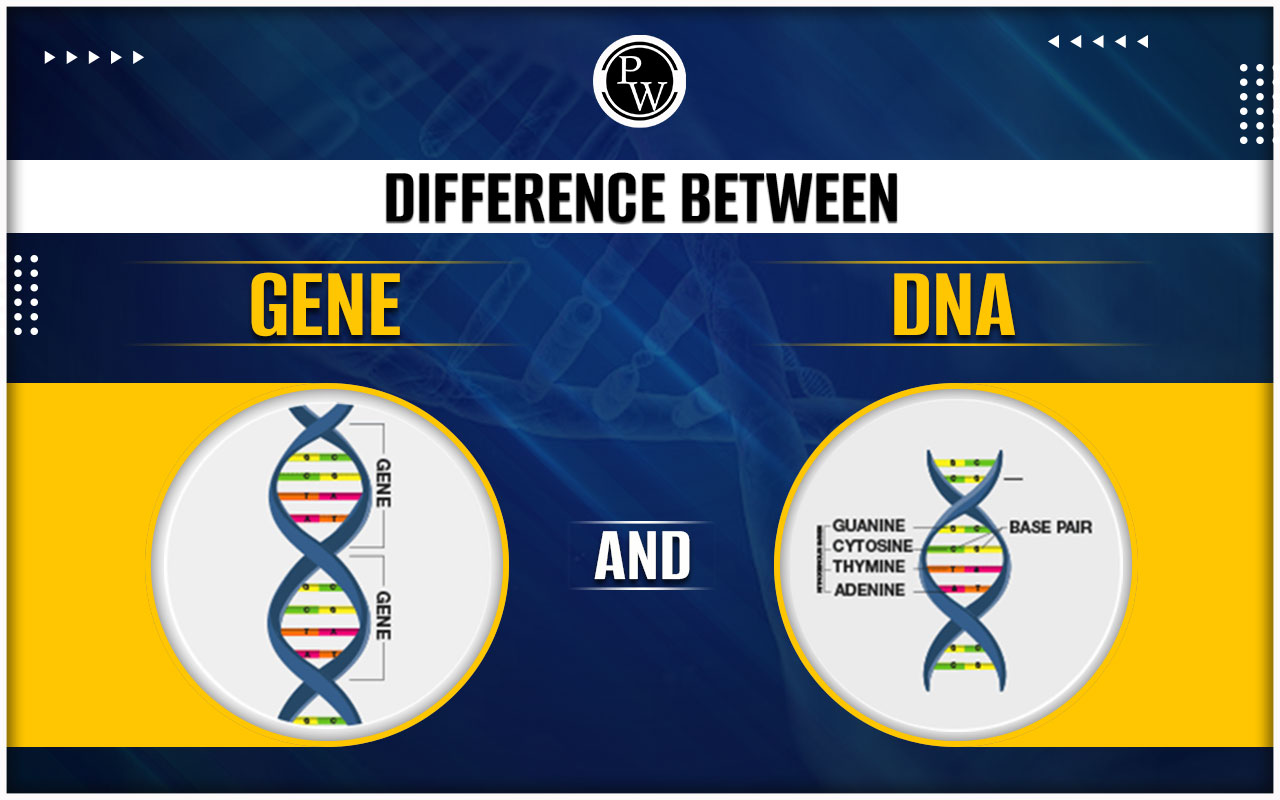 Difference Between Gene and DNA, Major Differences Difference Between Gene and DNA, Major Differences